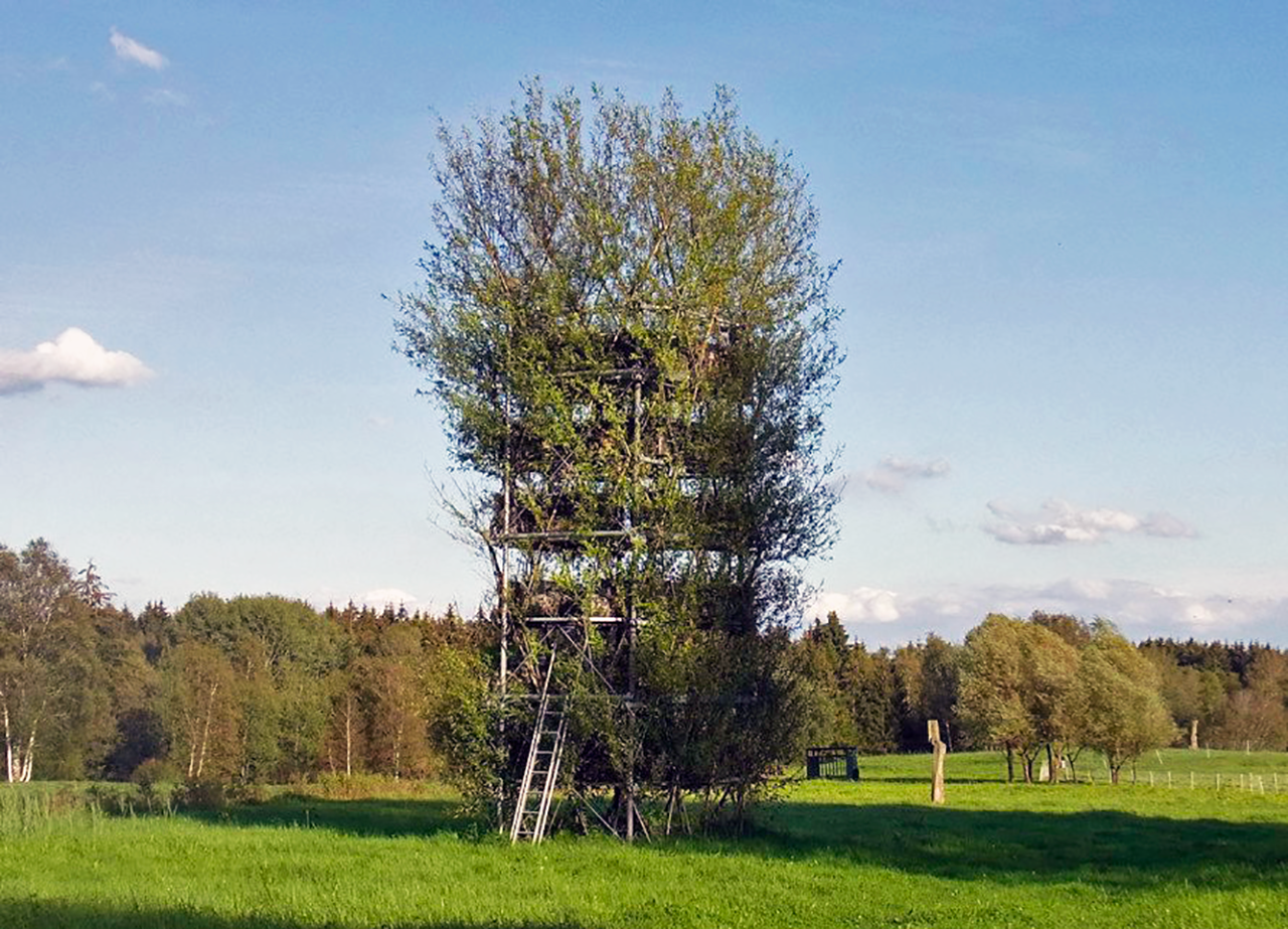 Baubotanik shapes living tree branches into building facades ...