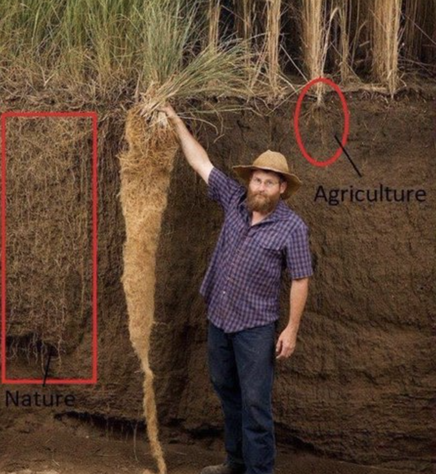 You say tomato, we say topsoil: interdependence of soil biodiversity ...